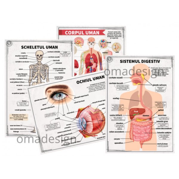 Set 4 Planse Anatomie - A3 - MST39